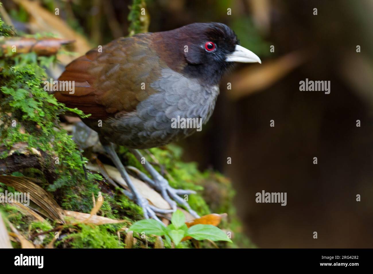 Birds of Peru Stock Photo - Alamy
