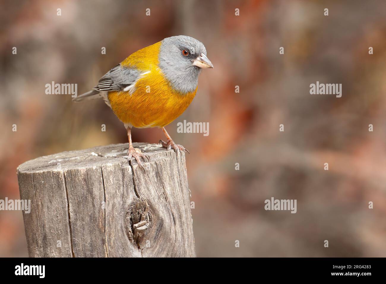 Birds of Peru Stock Photo - Alamy