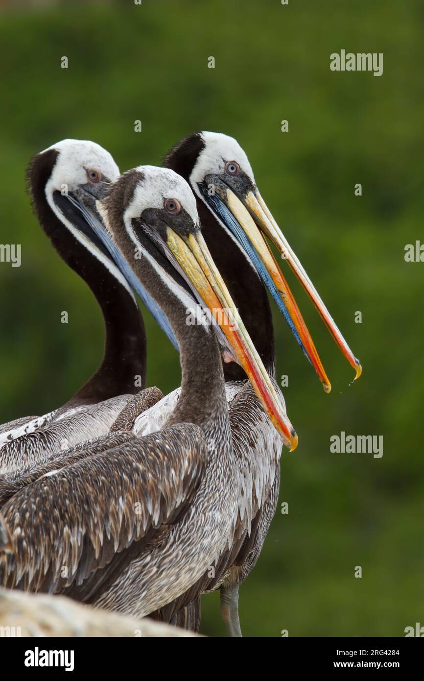 Birds of Peru Stock Photo - Alamy