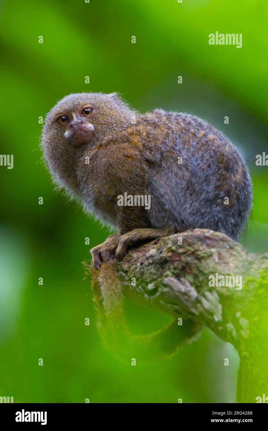 Birds of Peru Stock Photo - Alamy