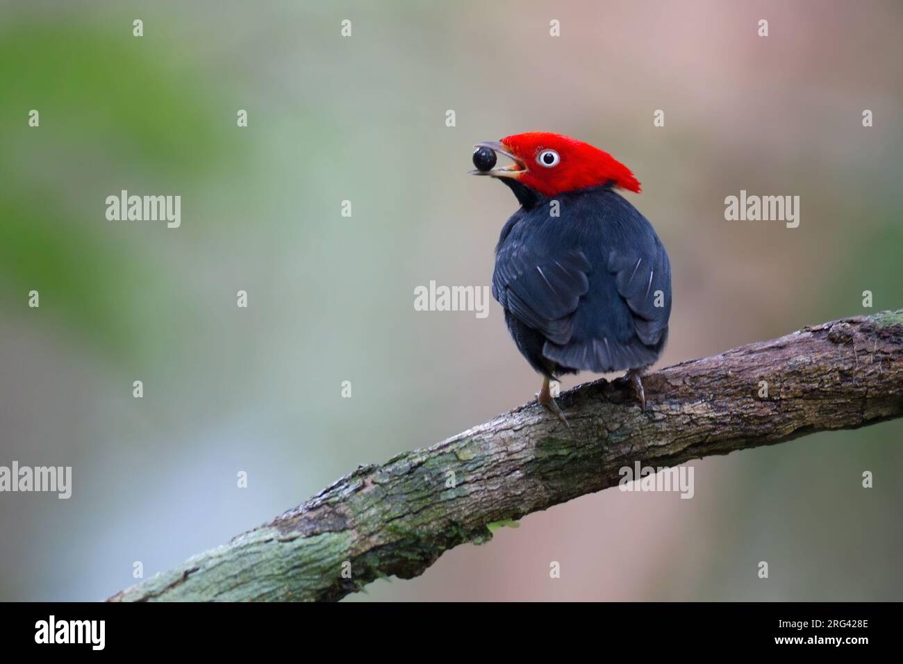 Birds of Peru Stock Photo - Alamy