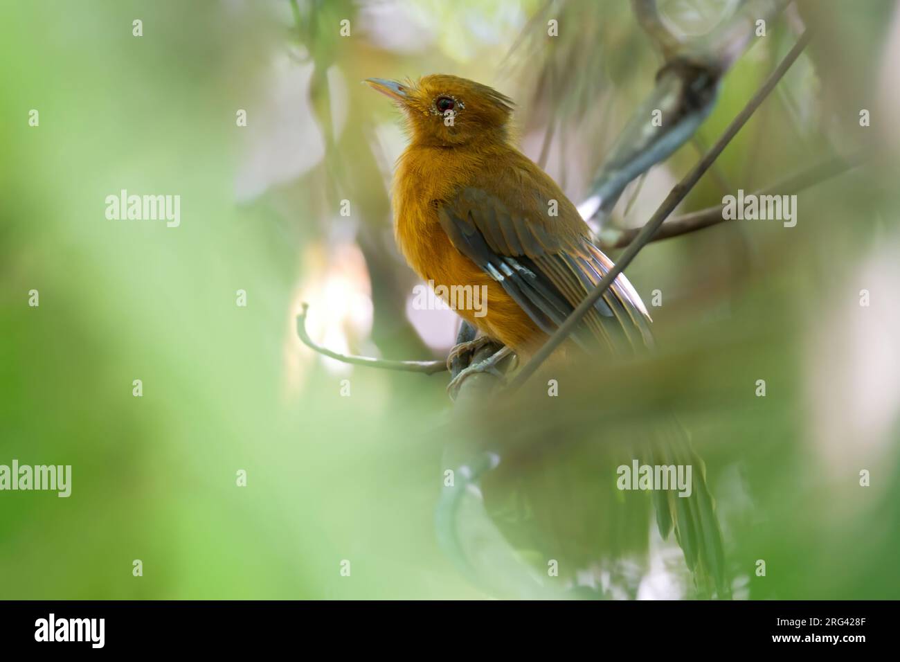 Birds of Peru Stock Photo - Alamy
