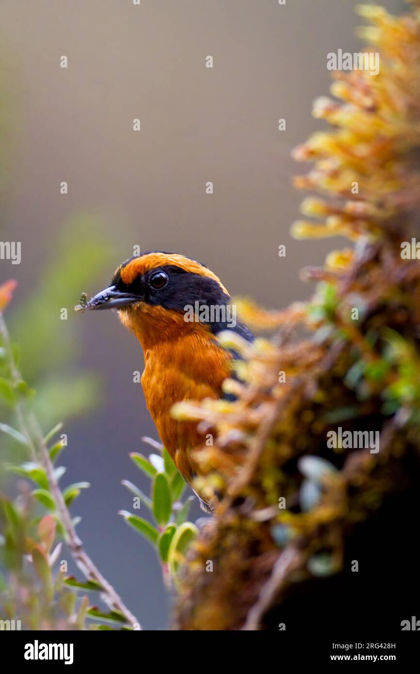 Birds of Peru Stock Photo - Alamy
