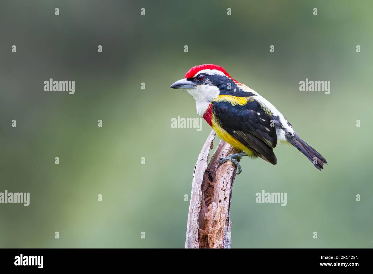 Birds of Peru Stock Photo - Alamy