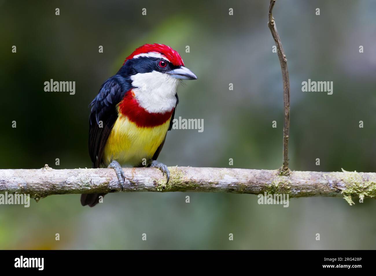 Birds of Peru Stock Photo - Alamy