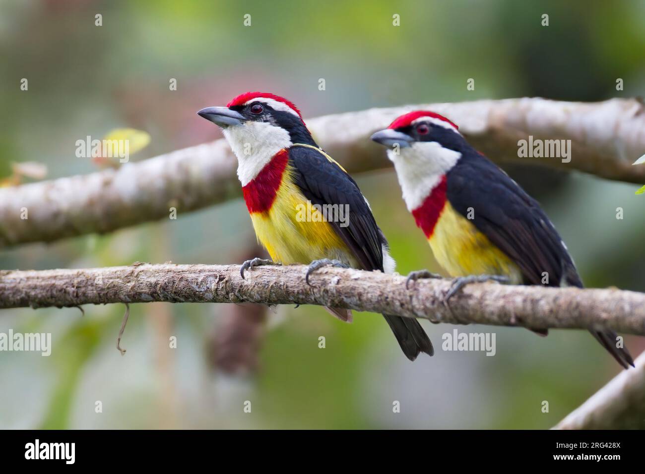 Birds of Peru Stock Photo - Alamy