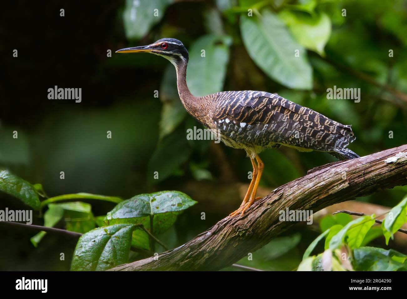 Birds of Peru Stock Photo - Alamy