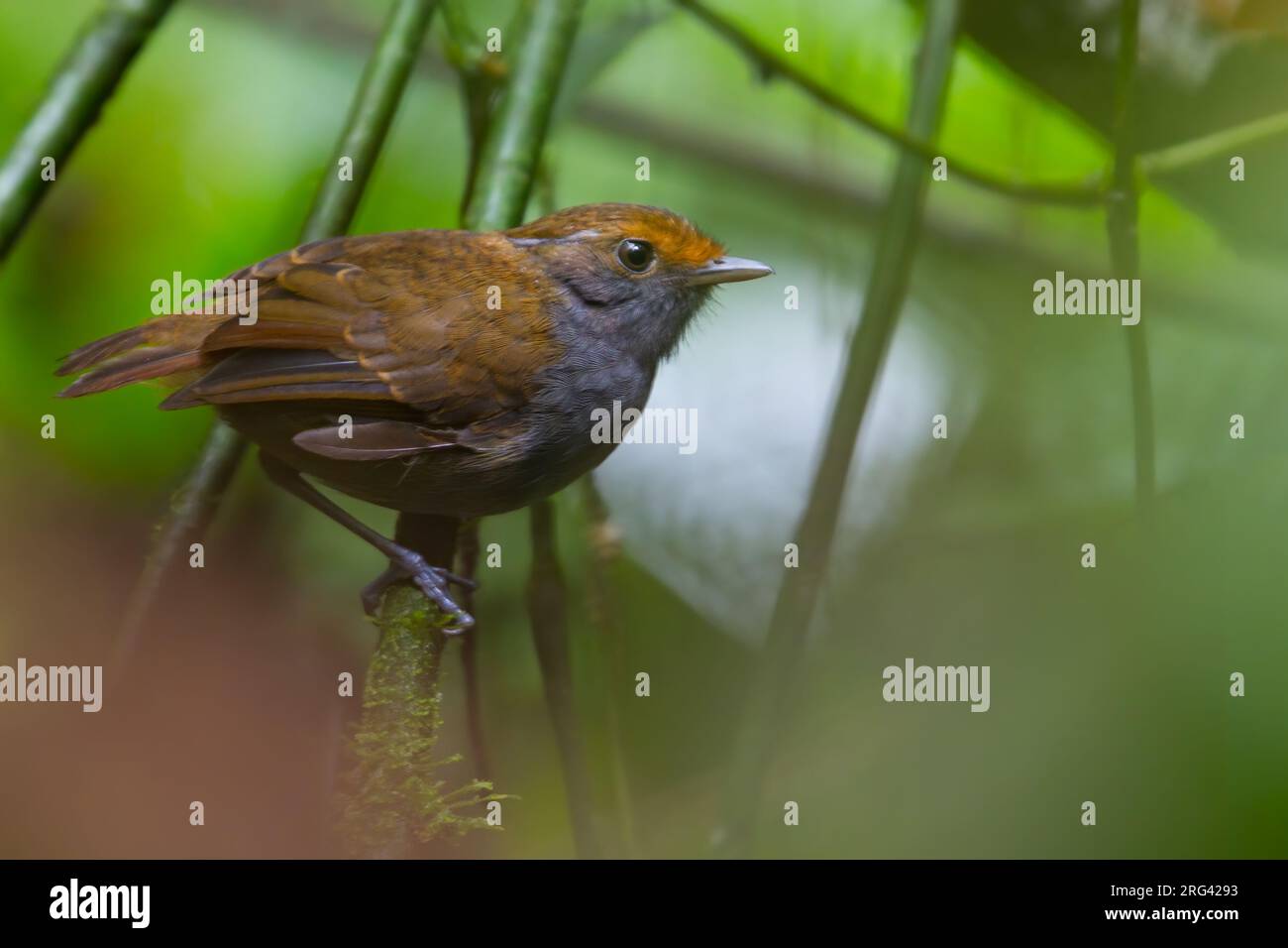 Birds of Peru Stock Photo - Alamy