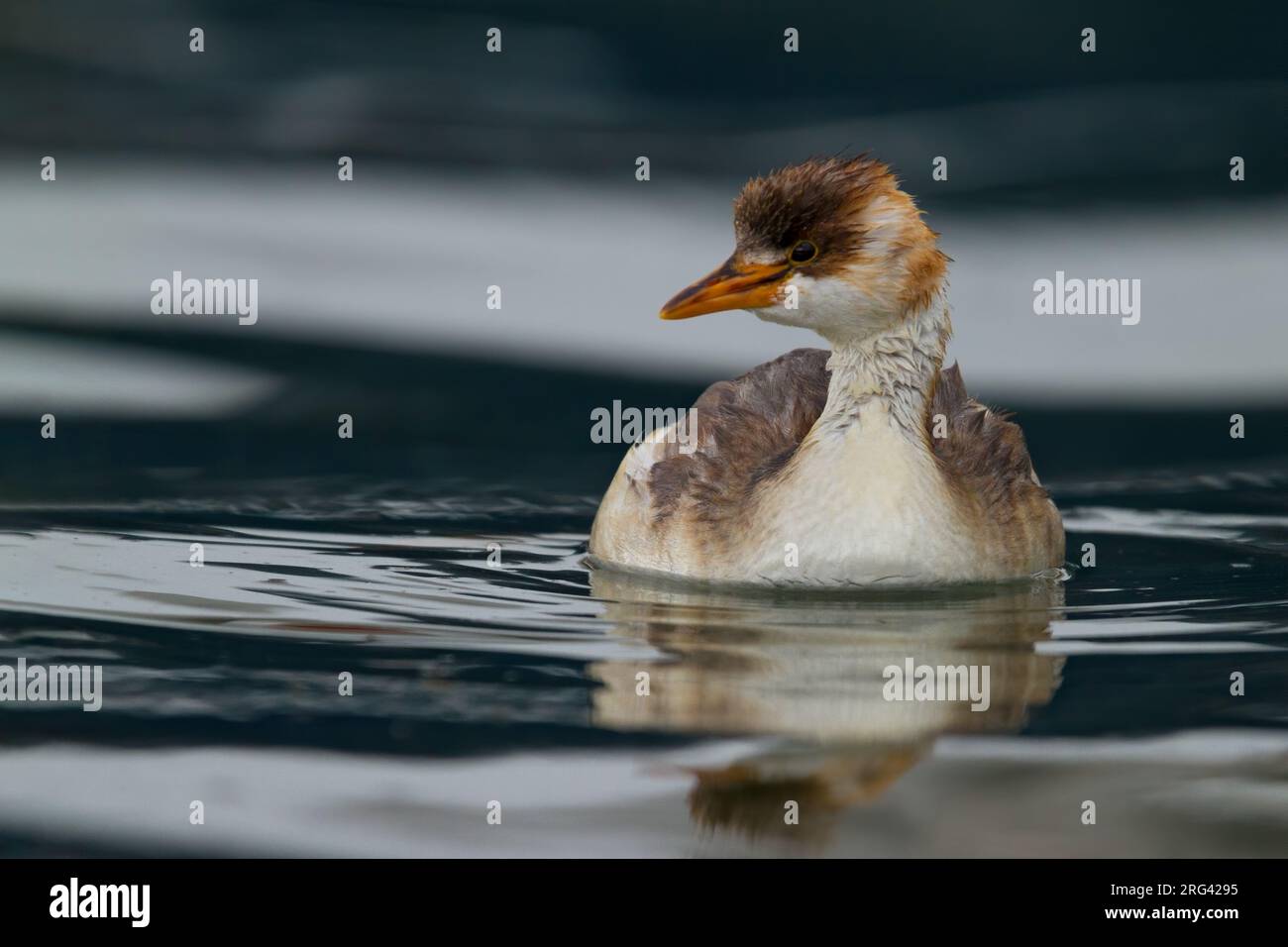 Birds of Peru Stock Photo - Alamy
