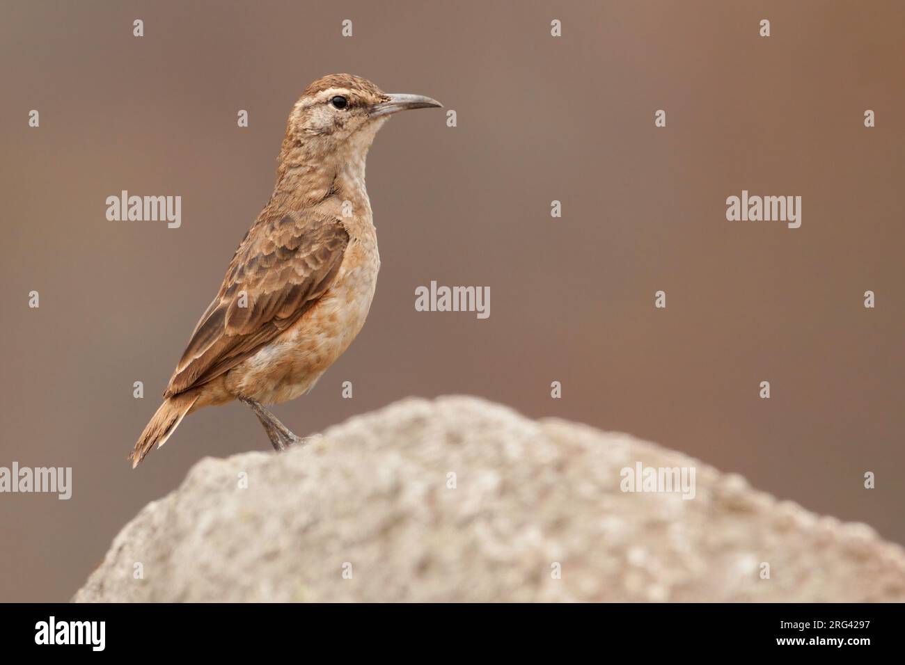 Birds of Peru Stock Photo - Alamy