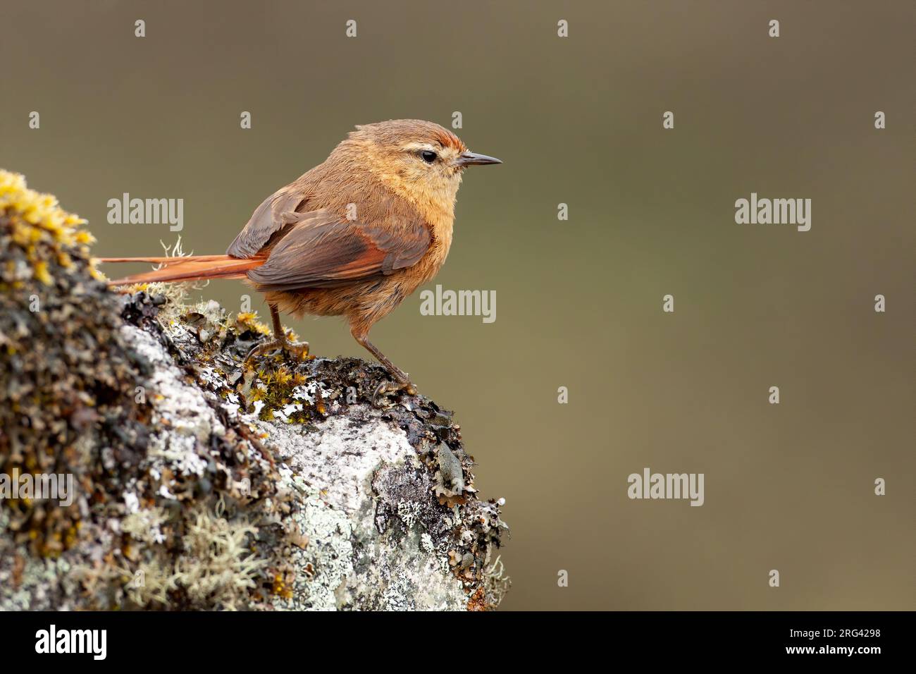 Birds of Peru Stock Photo - Alamy