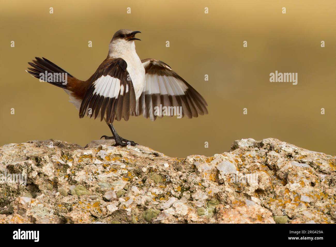 Birds of Peru Stock Photo - Alamy