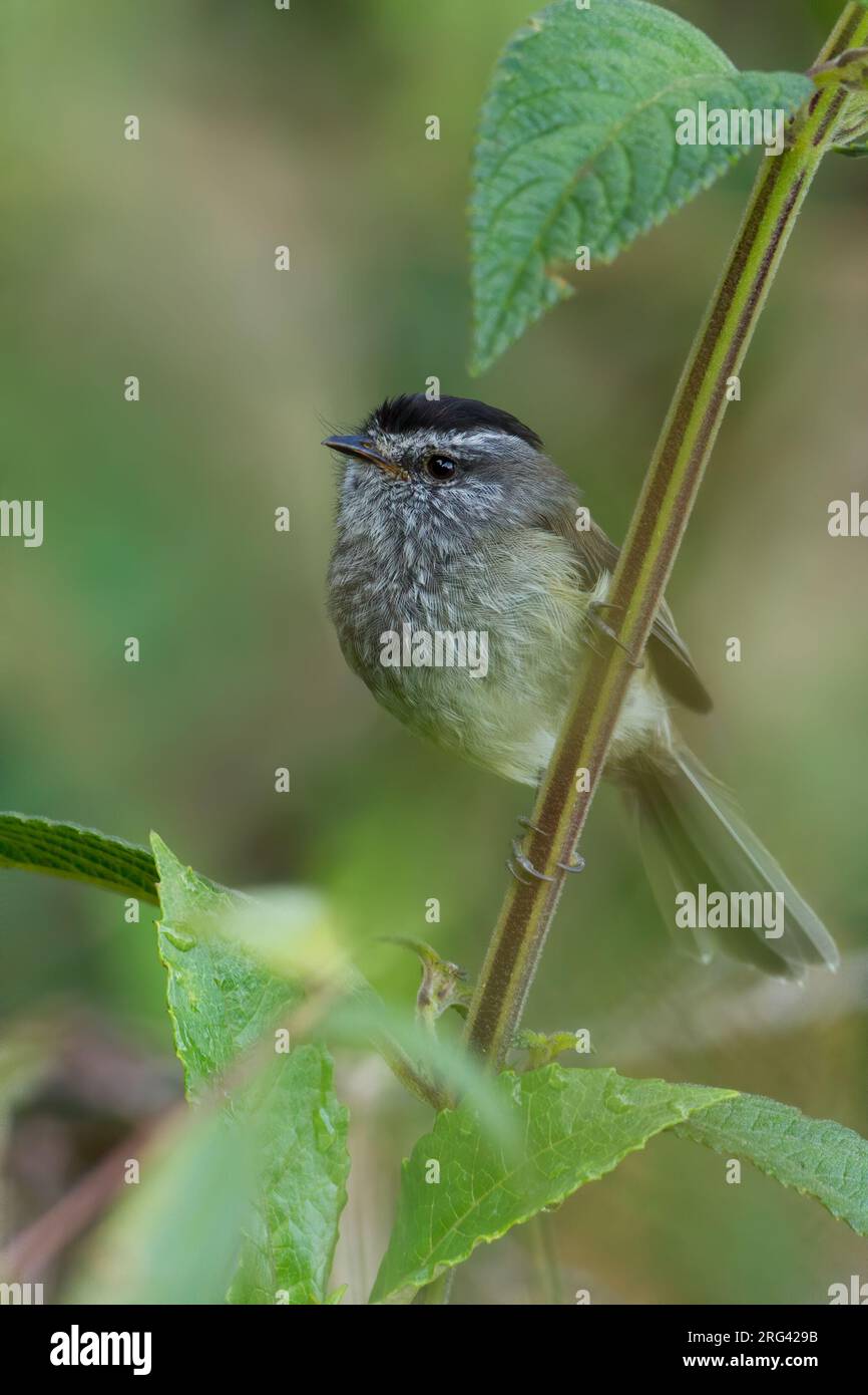 Birds of Peru Stock Photo - Alamy