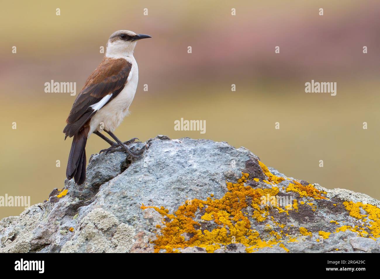 Birds of Peru Stock Photo - Alamy