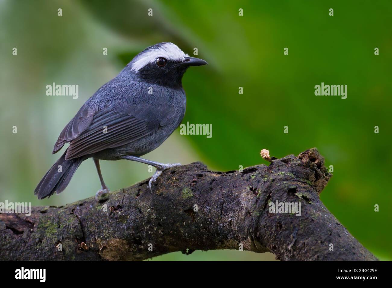 Birds of Peru Stock Photo - Alamy
