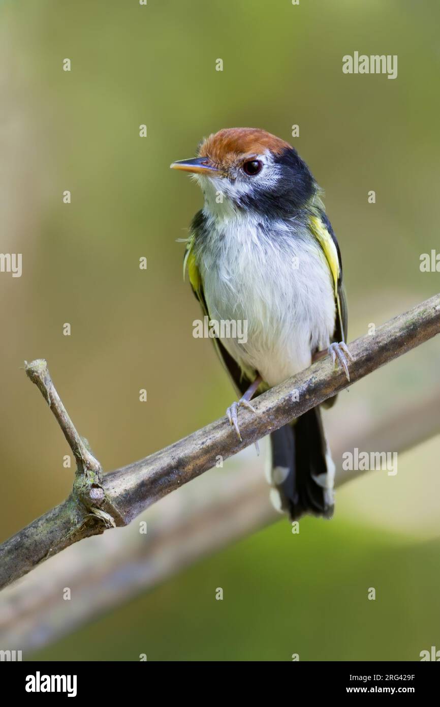 Birds of Peru Stock Photo - Alamy
