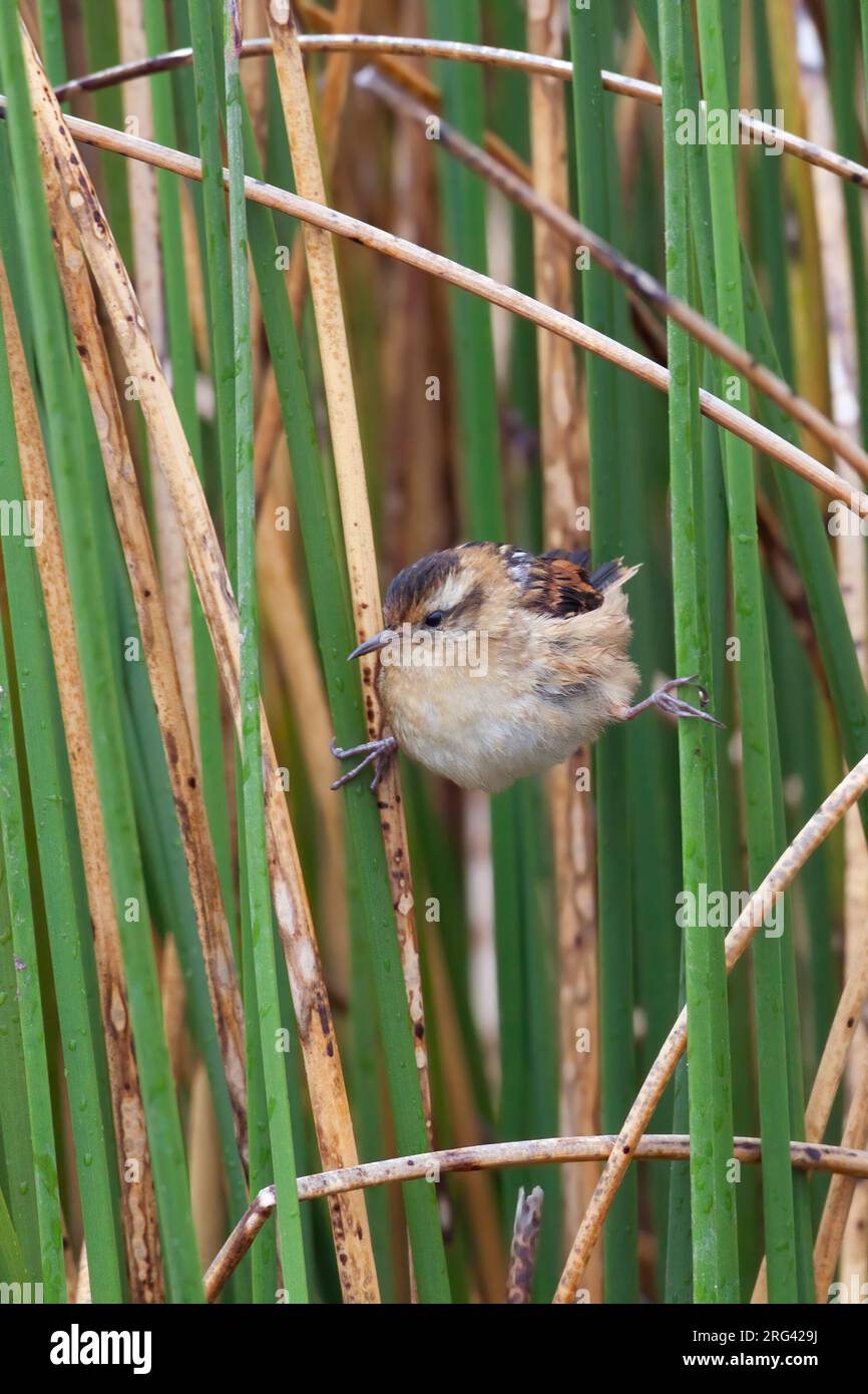 Birds of Peru Stock Photo - Alamy