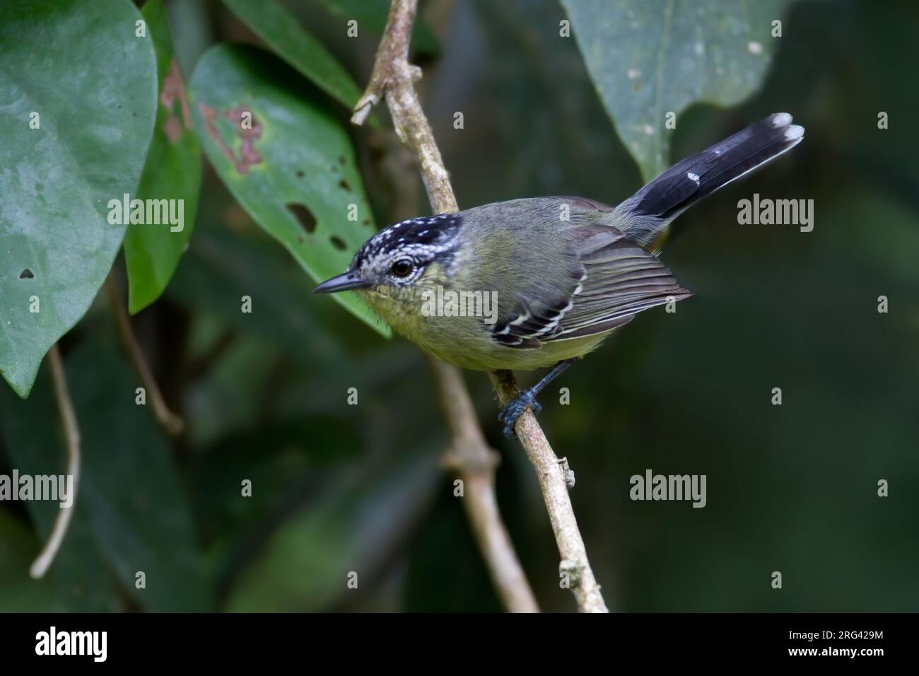 Birds of Peru Stock Photo - Alamy