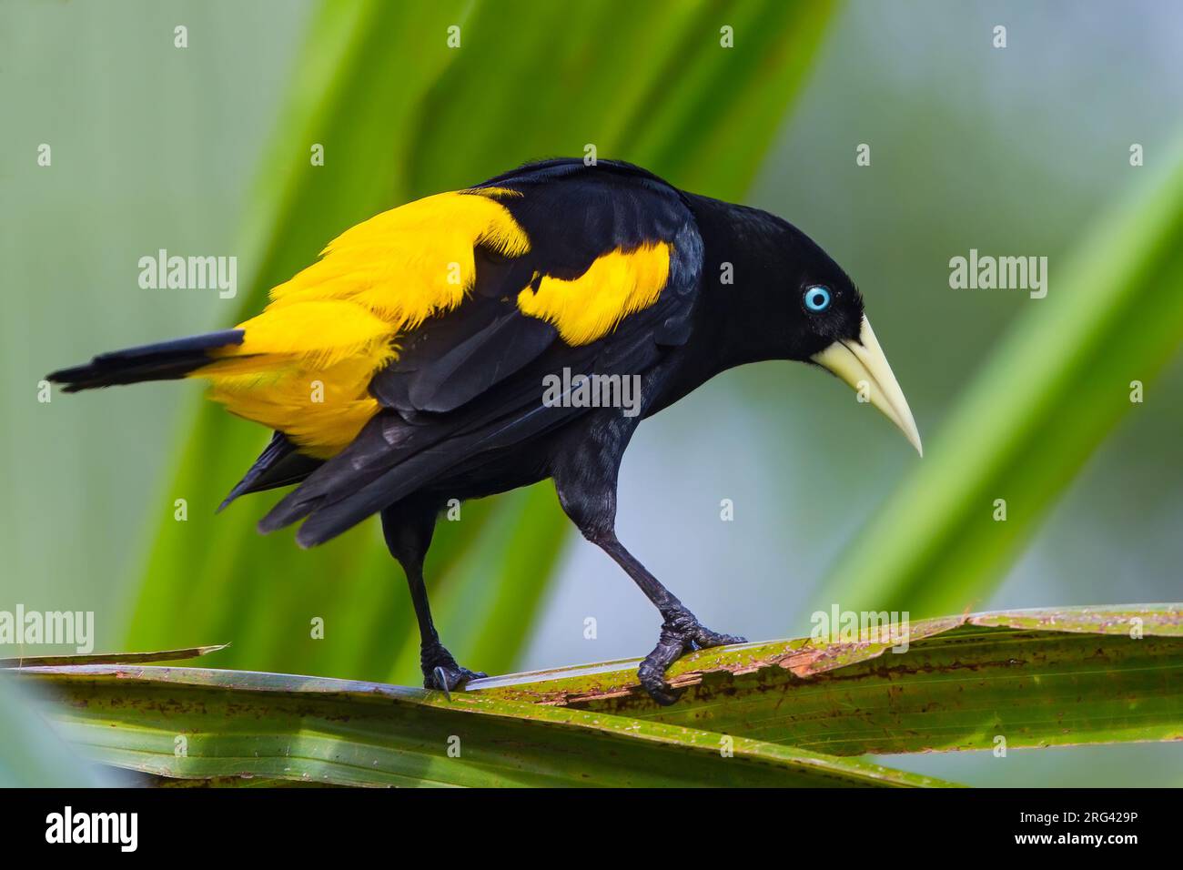 Birds of Peru Stock Photo - Alamy