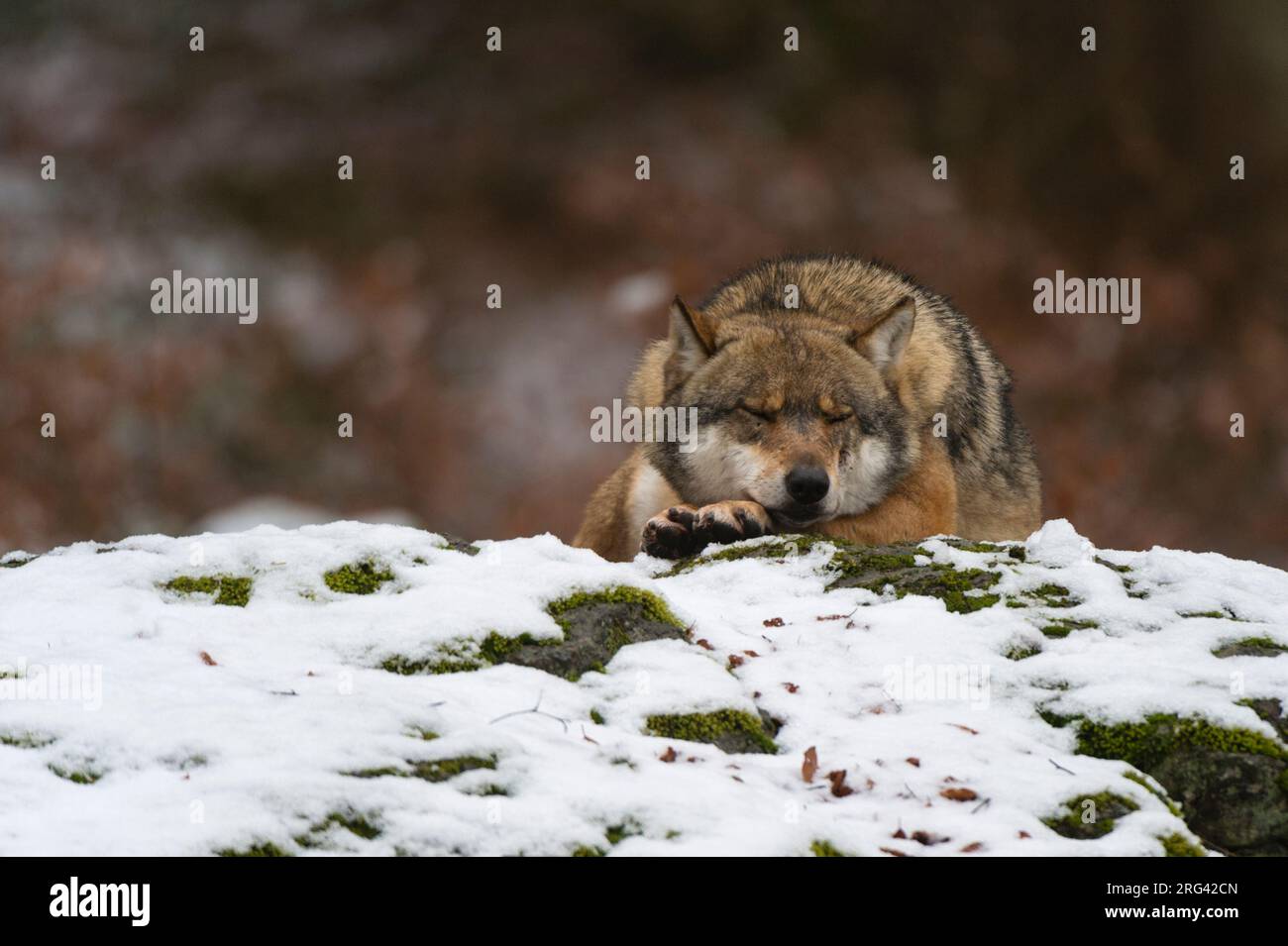 Sleeping wolves hi-res stock photography and images - Alamy