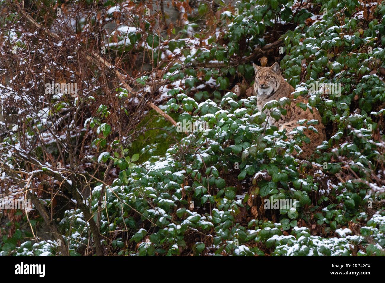 A European lynx, Lynx linx, hiding in the forest. Bayerischer Wald ...