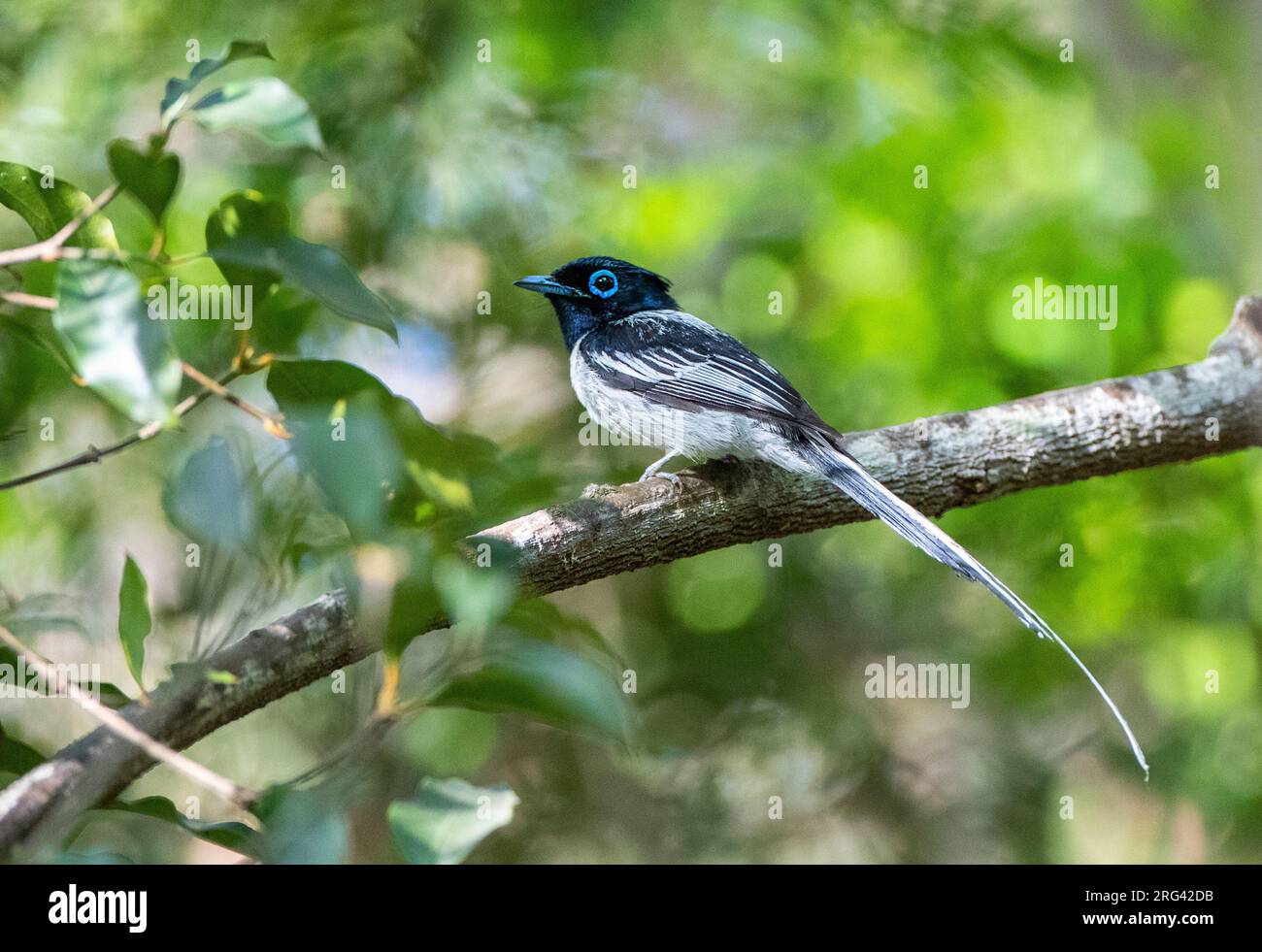 Malagasy paradise flycatcher (Terpsiphone mutata) in tropical forest on ...