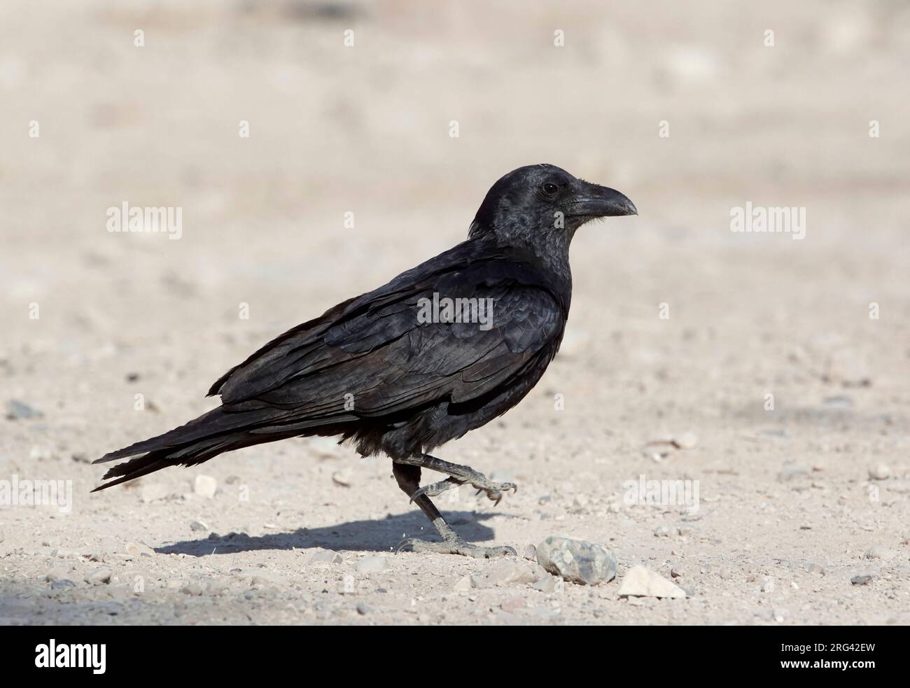Fan-tailed Raven, Corvus rhipidurus, at the Dead Sea in Israel Stock ...