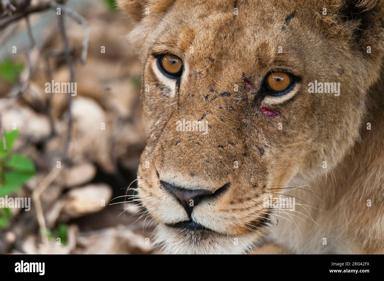 Lioness panthera leo small hi-res stock photography and images - Alamy