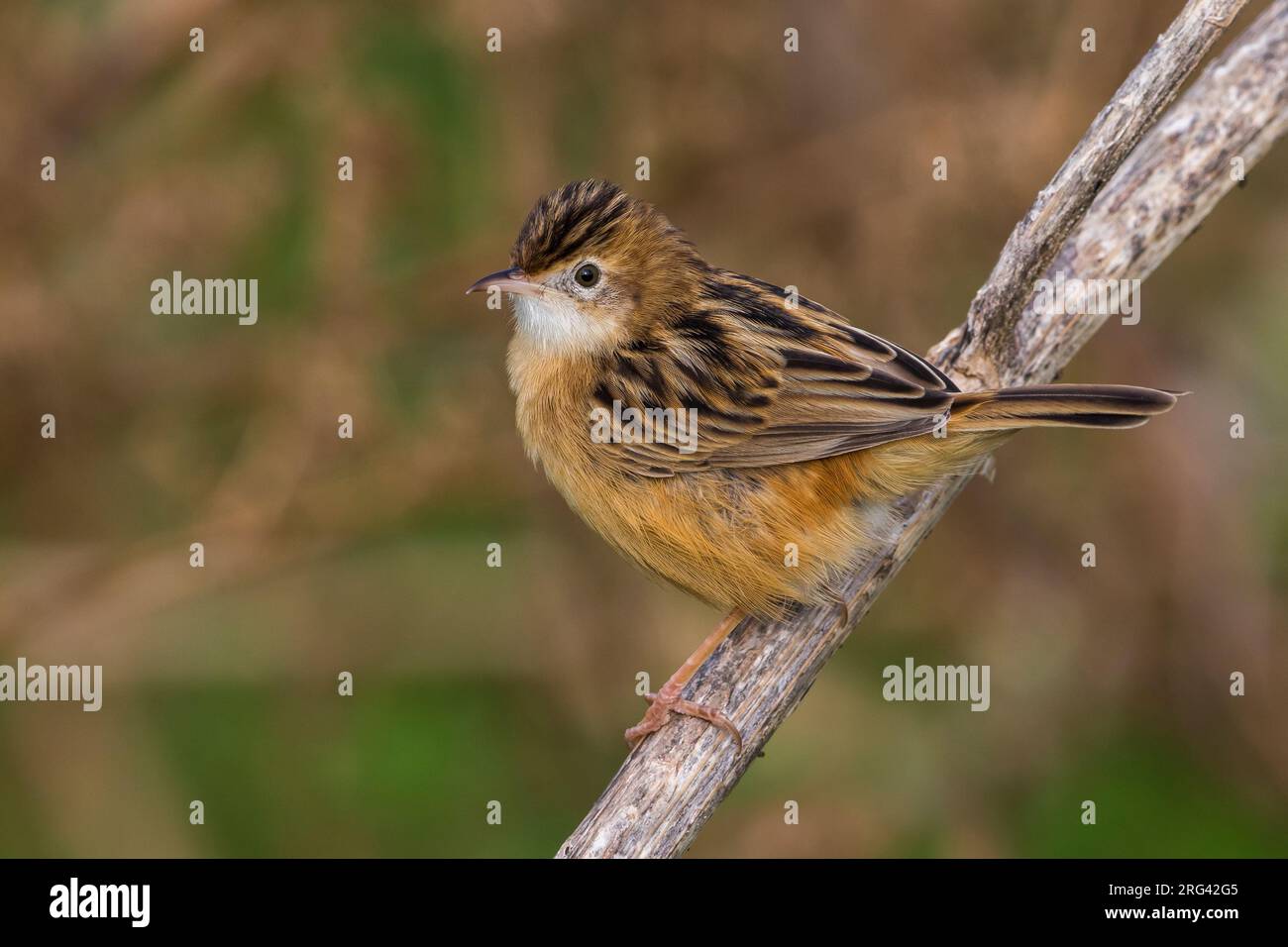 Graszanger; Zitting Cisticola Stock Photo - Alamy