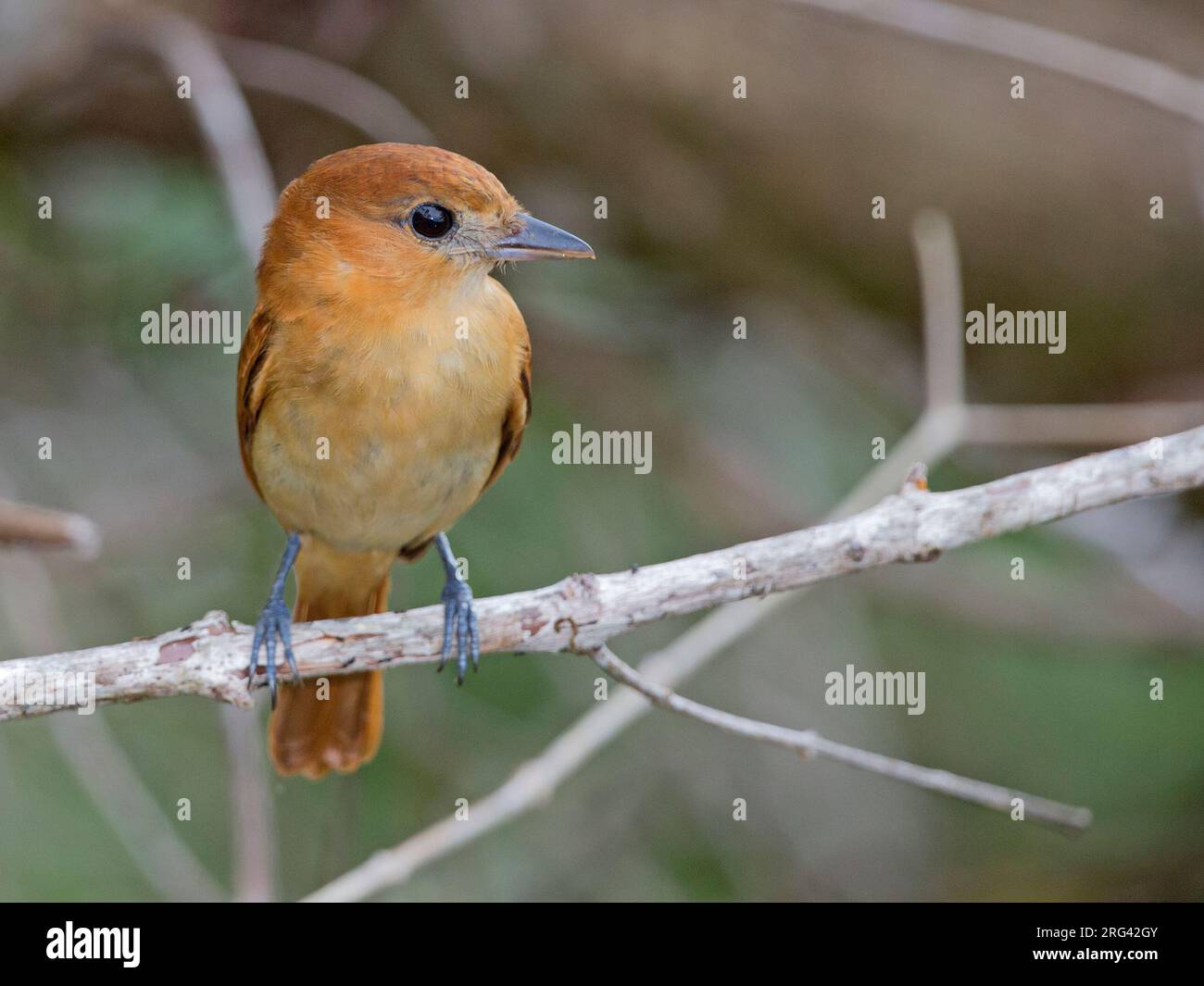 A female One-colored Becard (Pachyramphus homochrous homochrous) at ...