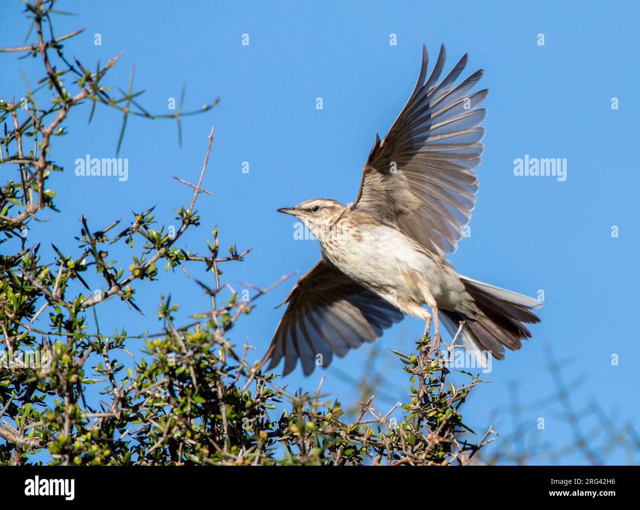 Endemic New Zealand pipit (Anthus novaeseelandiae), also called ...