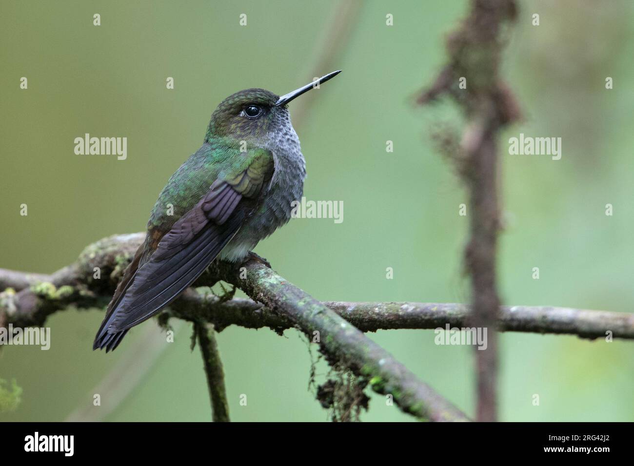 La planada colombia hi-res stock photography and images - Alamy