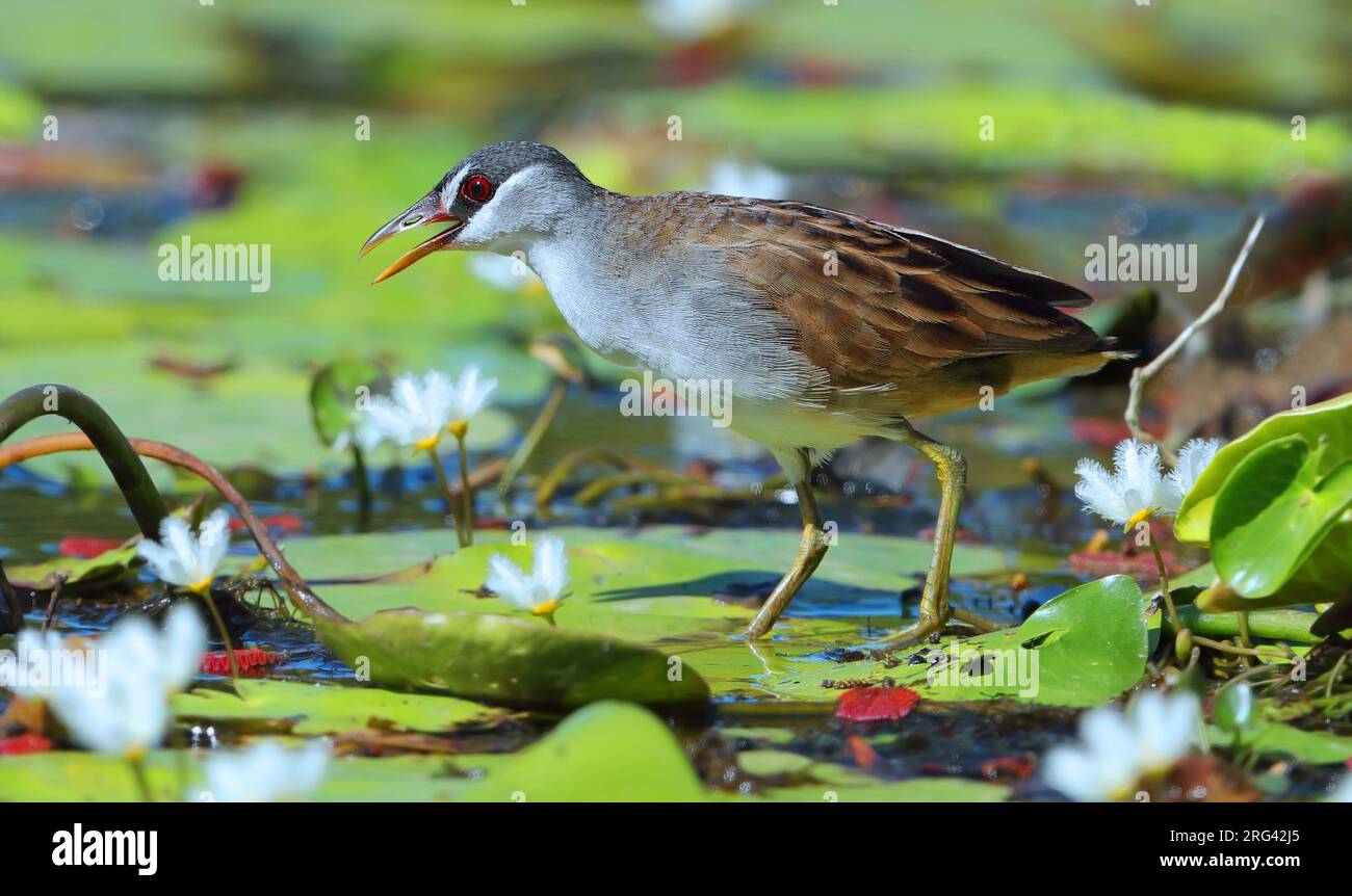 taken the 07/12/2019 at Tyto wetland - Ingham - Queensland - Australia ...