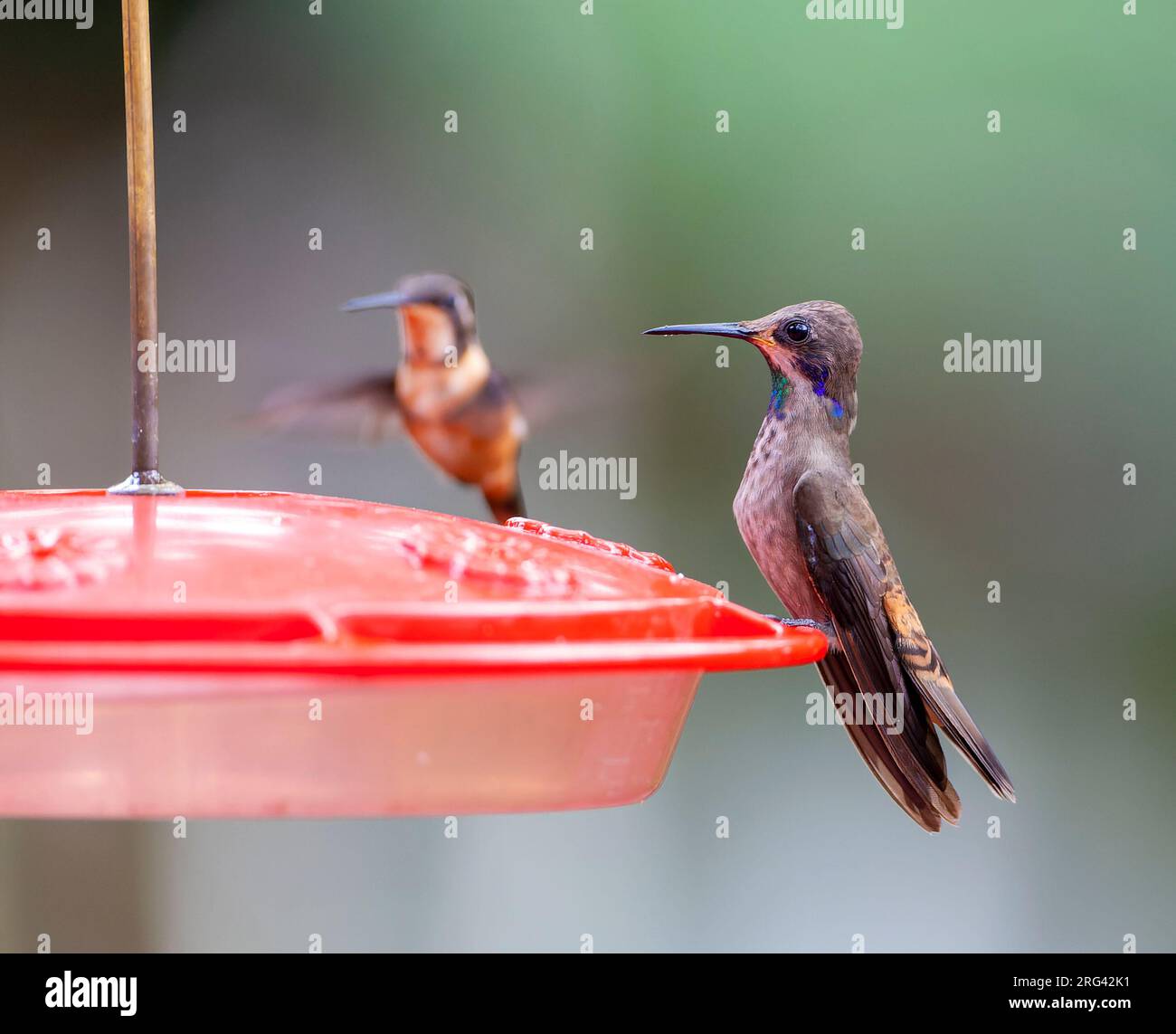 Colibri feeder hi-res stock photography and images - Alamy