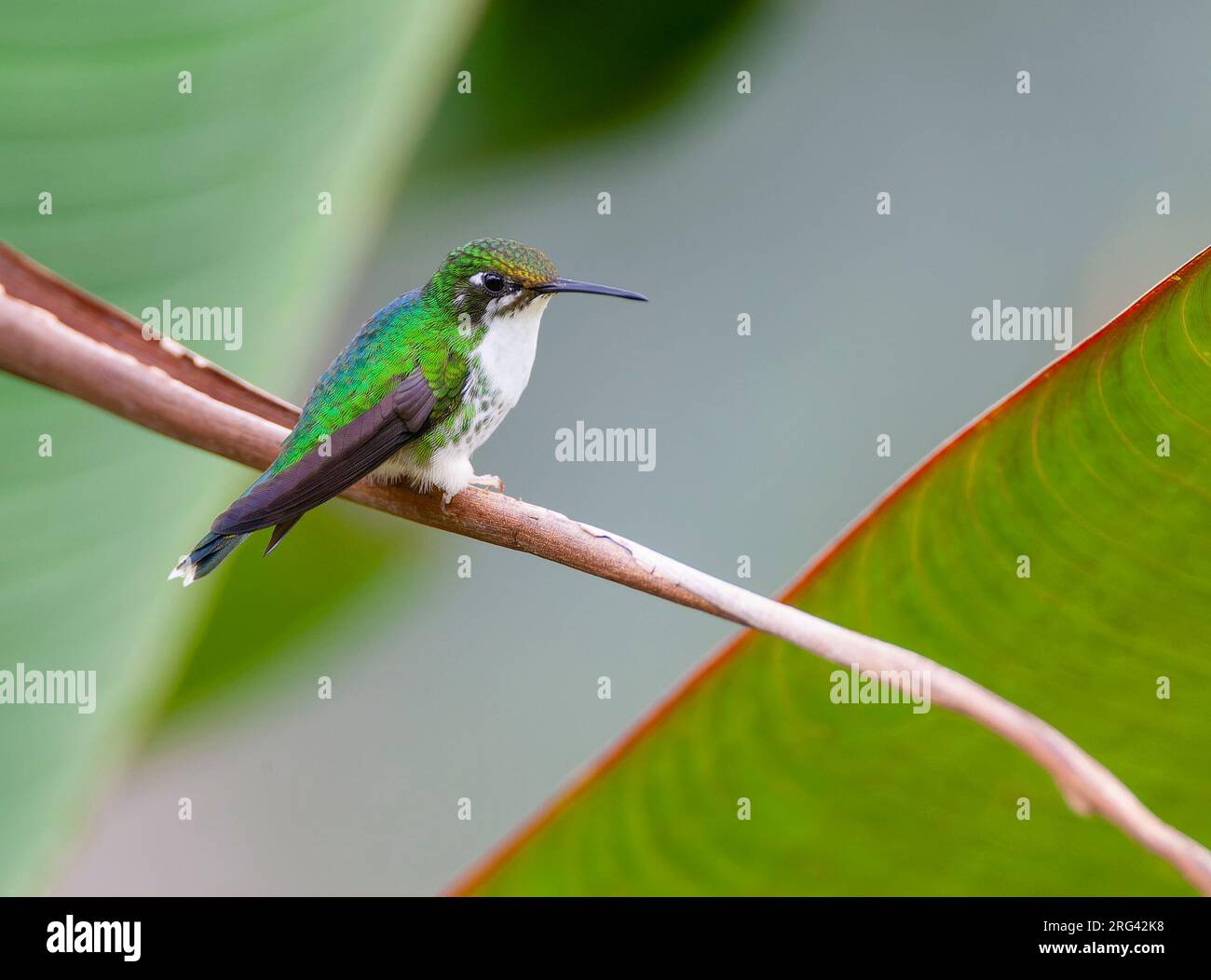 Female White-booted Racket-tail (Ocreatus underwoodii melanantherus) in ...