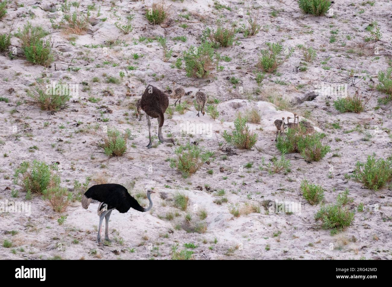 An aerial view of a couple of ostriches, Struthio camelus, with their ...