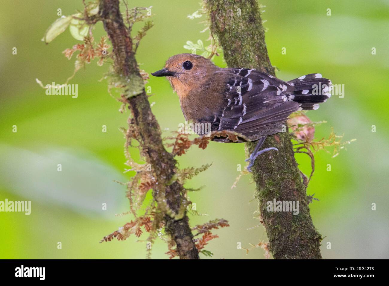 Common scale backed antbird hi-res stock photography and images - Alamy
