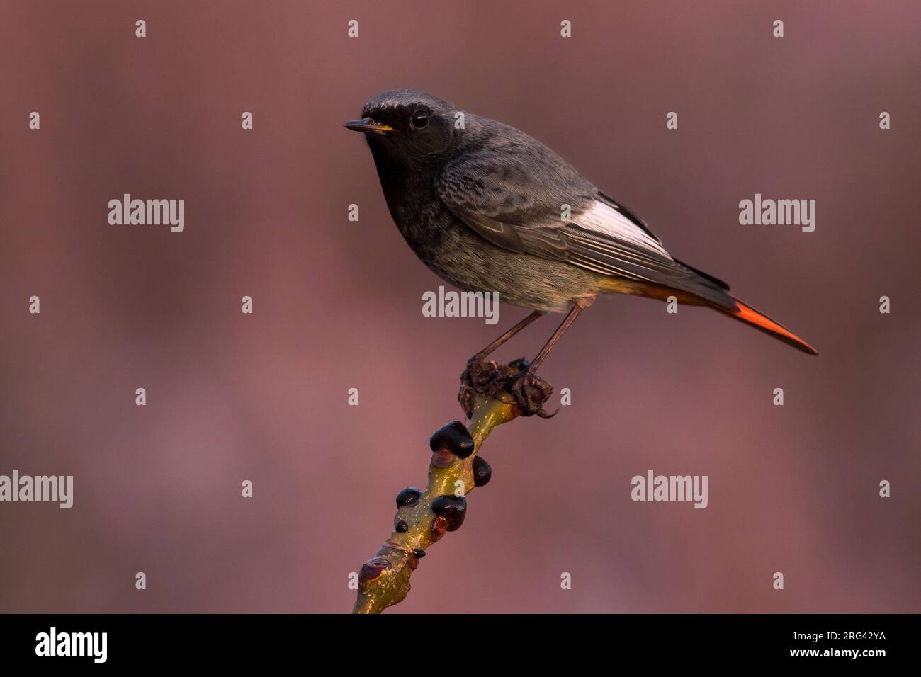 Zwarte Roodstaart, Black Redstart Stock Photo - Alamy