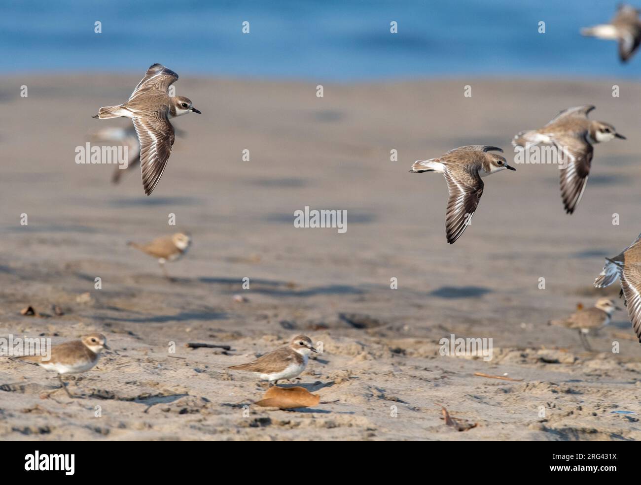 Wintering Lesser Sand Plover (Charadrius mongolus) on beach of Goa in ...