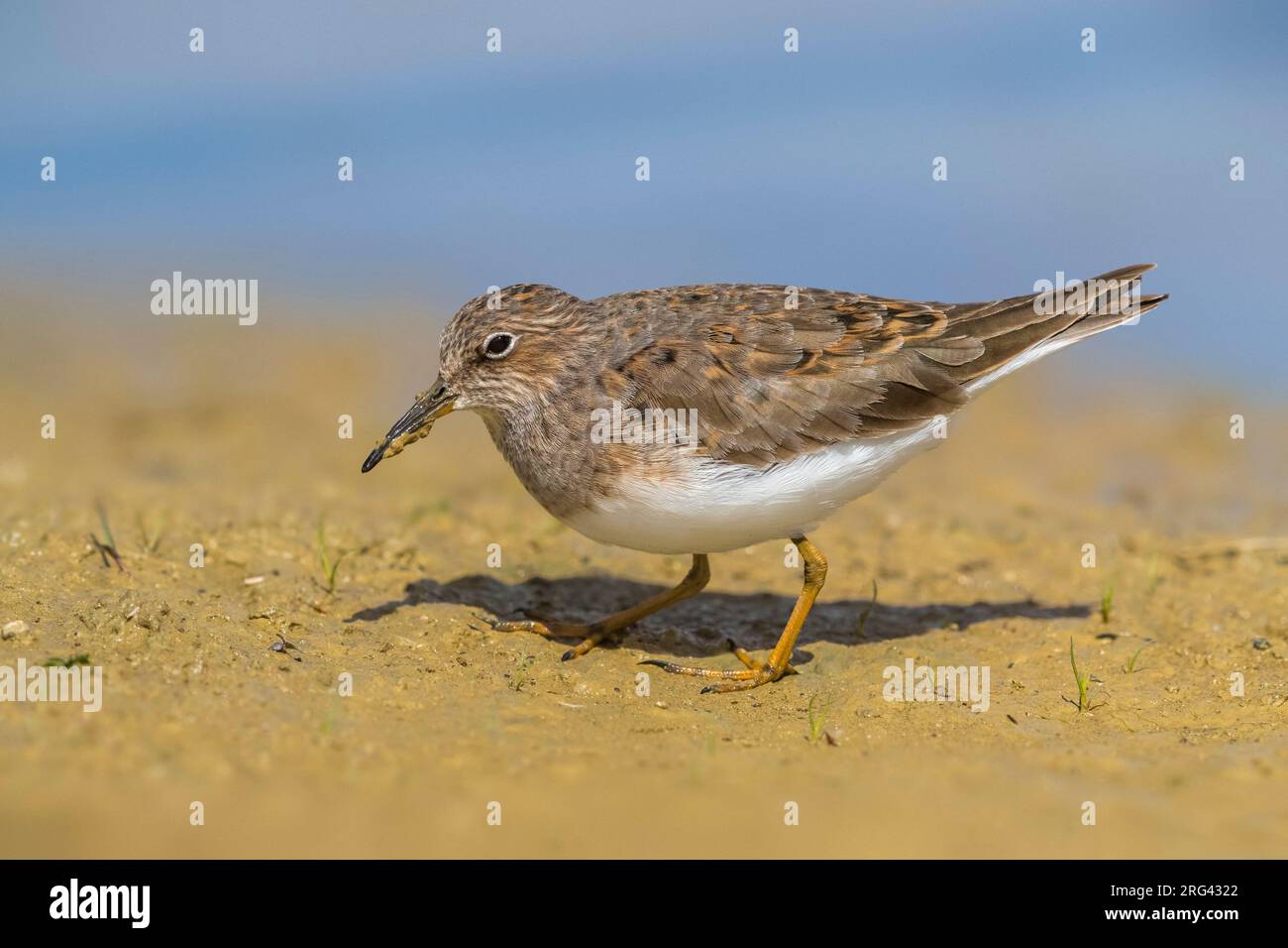 Temmincks Strandloper, Temminck's Stint, Calidris temminckii Stock ...