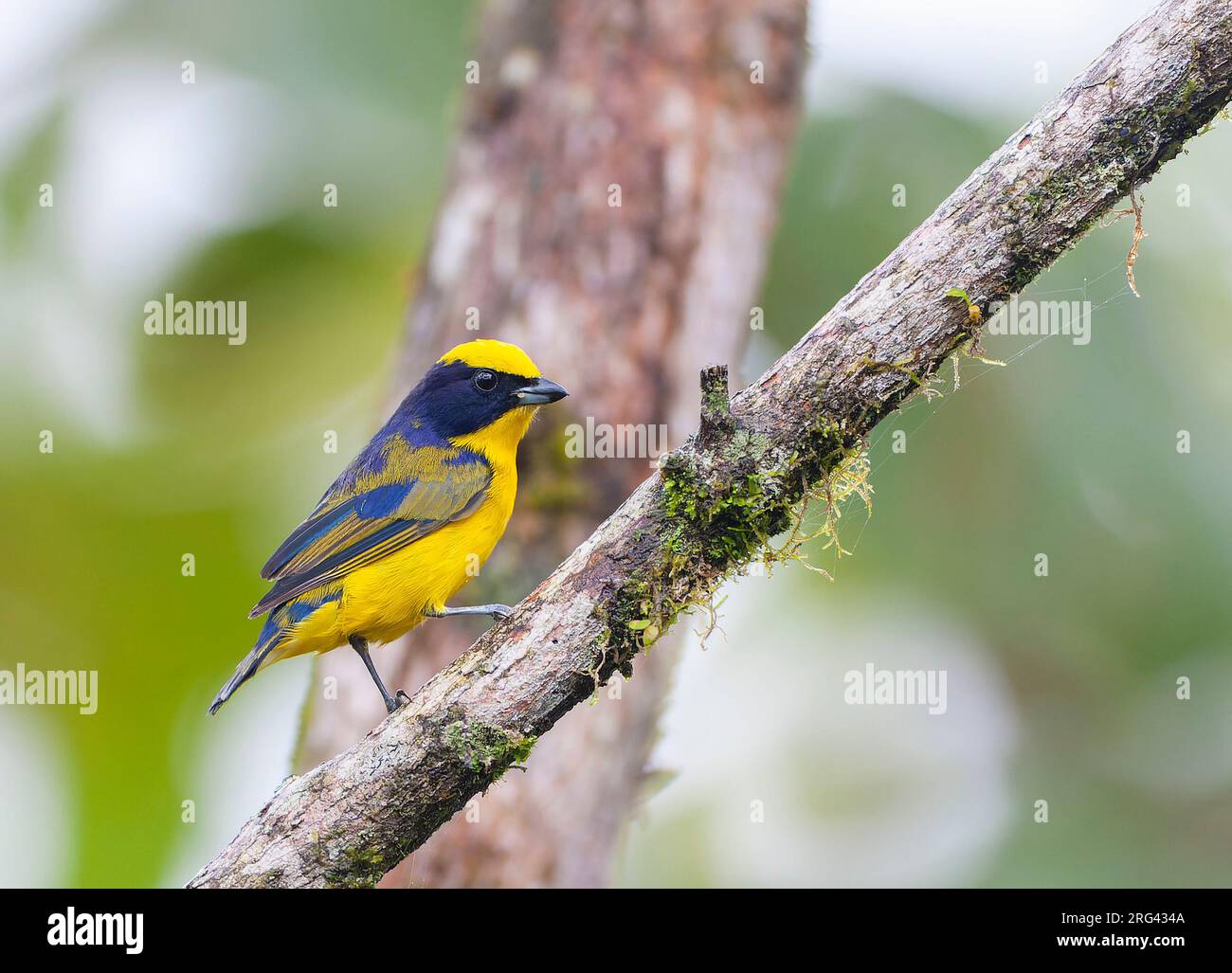 Thick-billed Euphonia (Euphonia laniirostris hypoxantha) perched in a ... Thick-billed Euphonia (Euphonia laniirostris hypoxantha) perched in a ...
