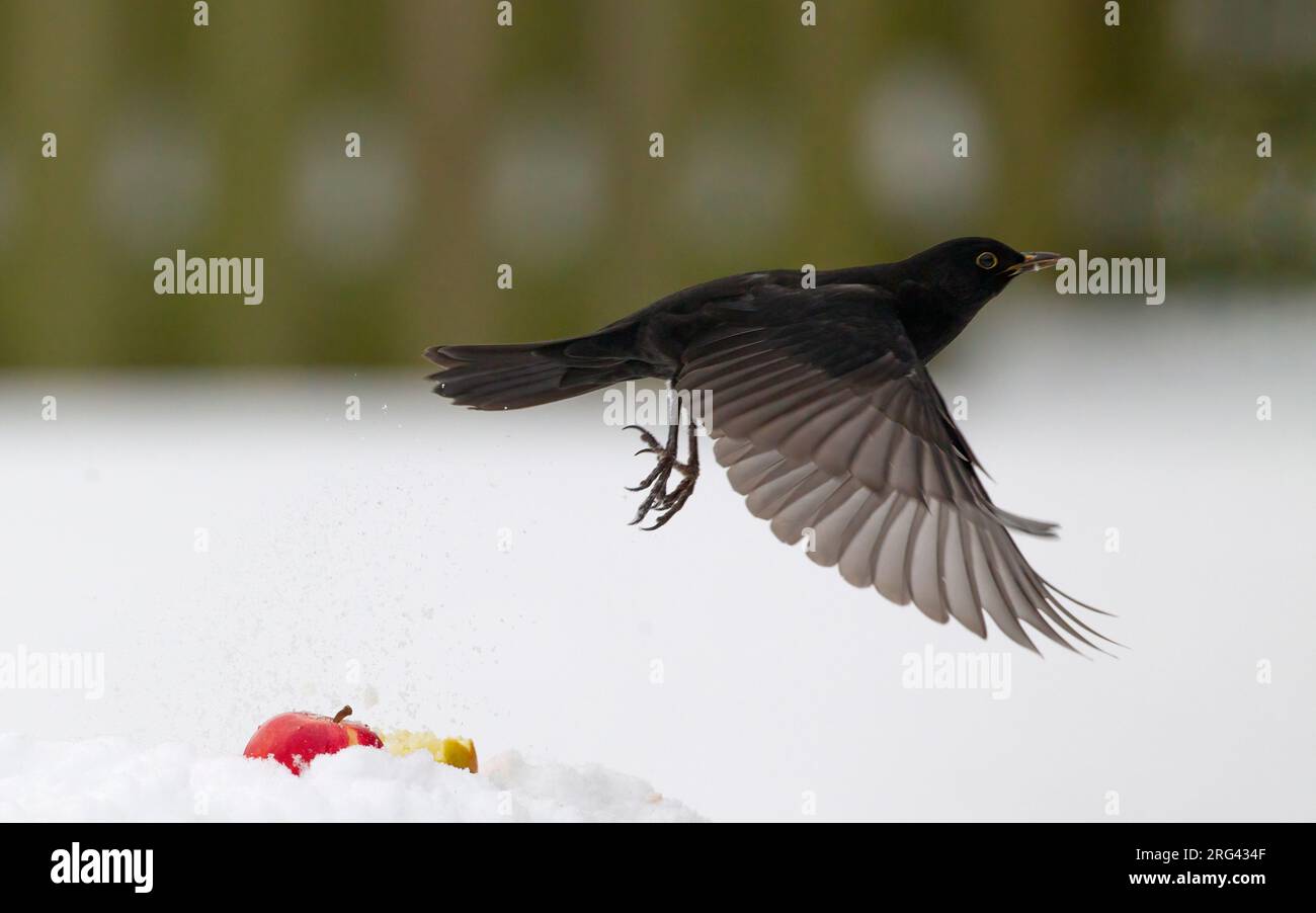Blackbird flying isolated hi-res stock photography and images - Alamy
