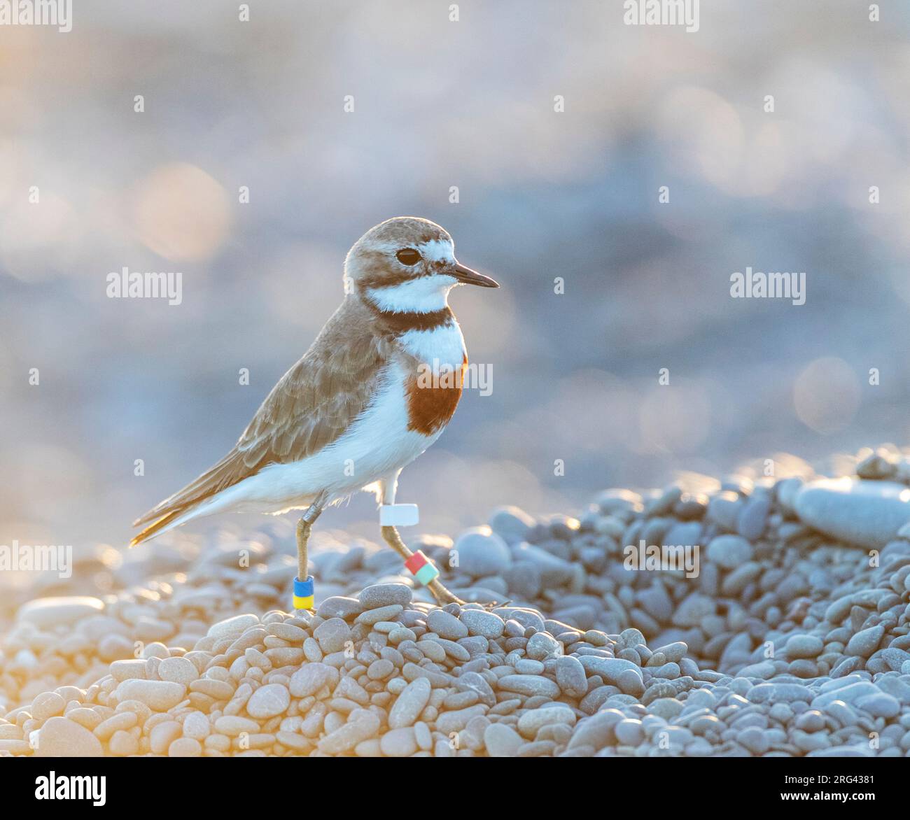 Adult male Double-banded plover (Charadrius bicinctus bicinctus) in New ...
