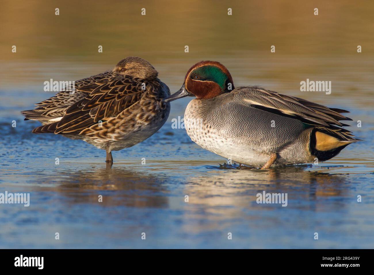 Alzavola; Eurasian Teal; Anas crecca Stock Photo - Alamy