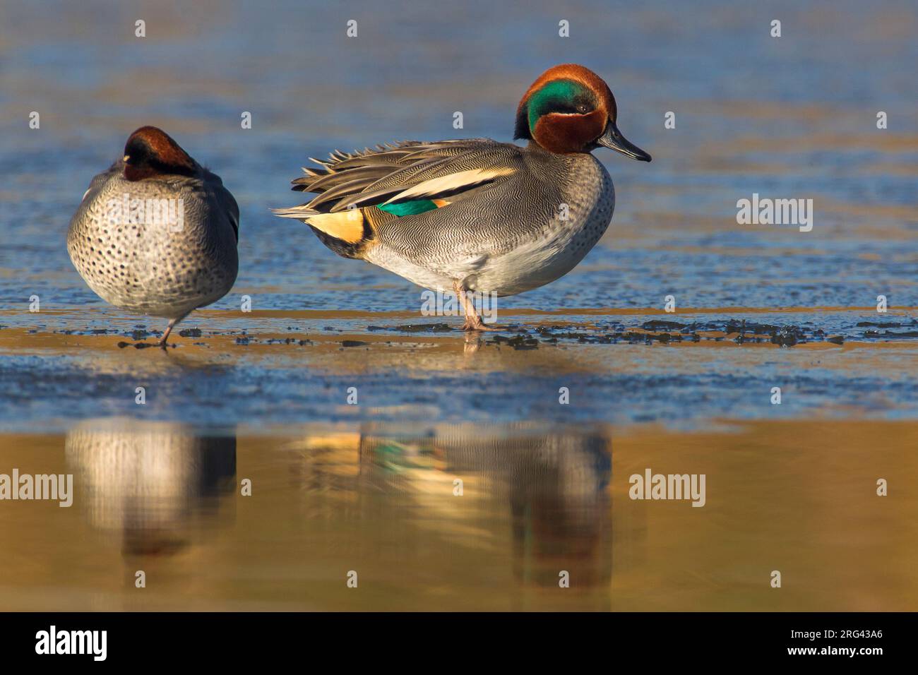 Alzavola; Eurasian Teal; Anas crecca Stock Photo - Alamy
