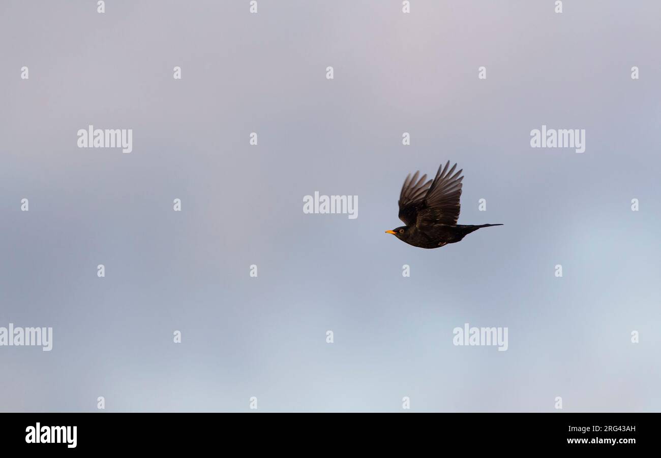 Blackbird flying isolated hi-res stock photography and images - Alamy