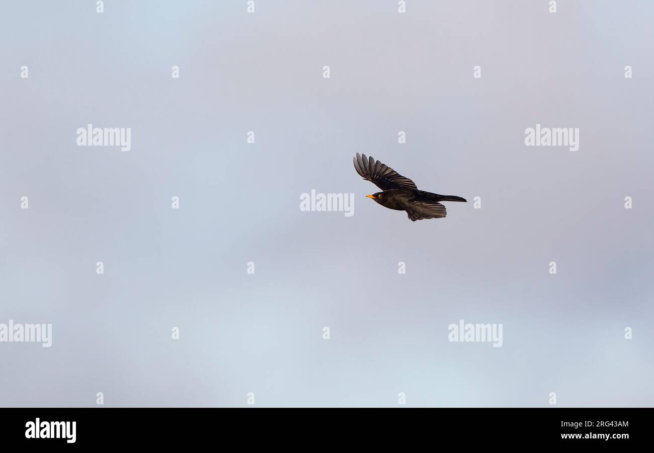 Blackbird flying isolated hi-res stock photography and images - Alamy
