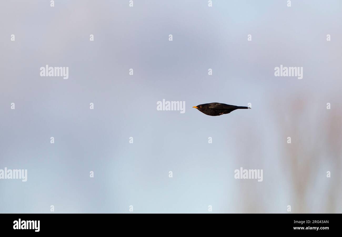 Blackbird flying isolated hi-res stock photography and images - Alamy