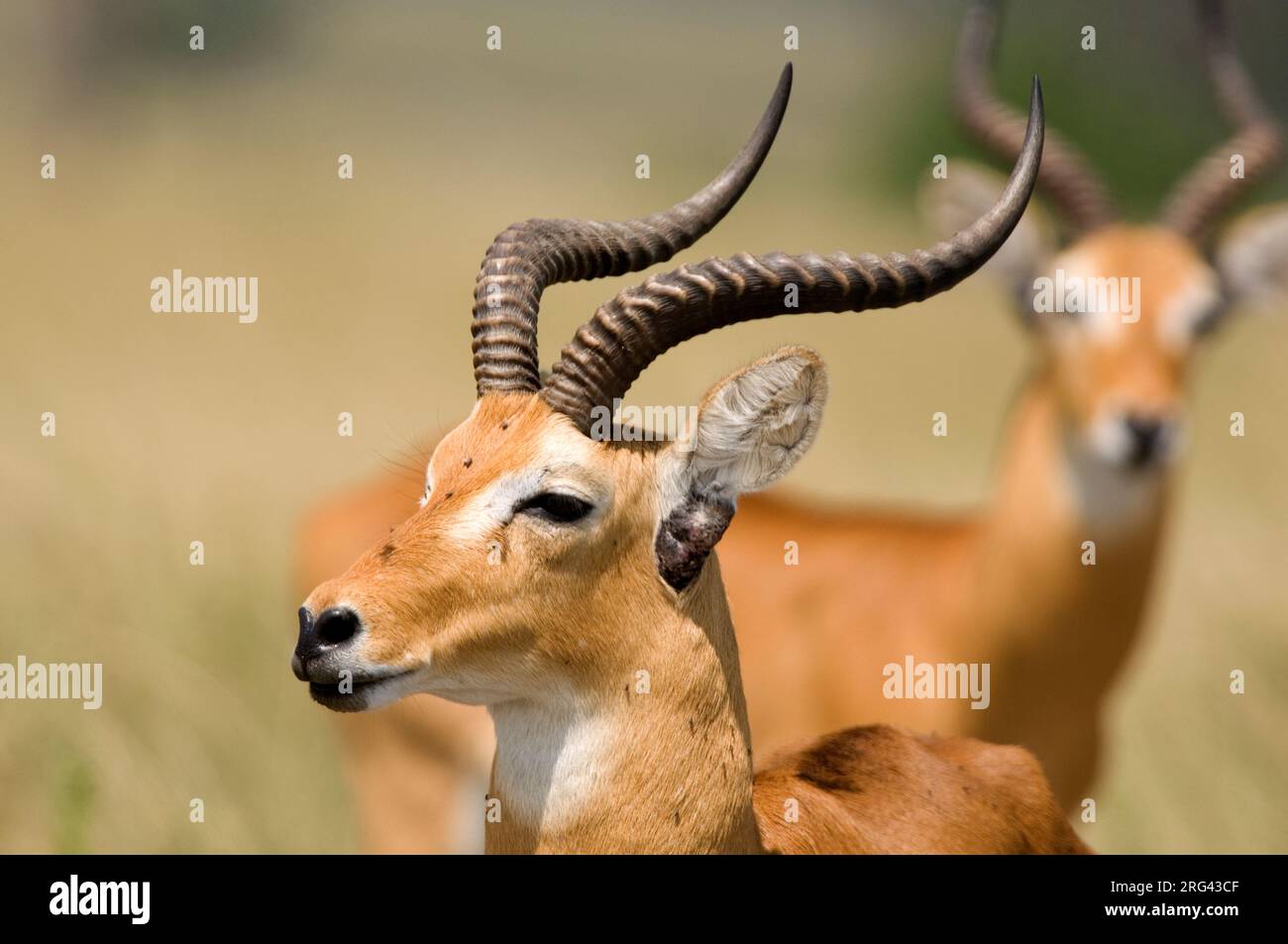 Male Uganda Kob (Kobus kob thomasi) in Uganda. Seen from up close ...