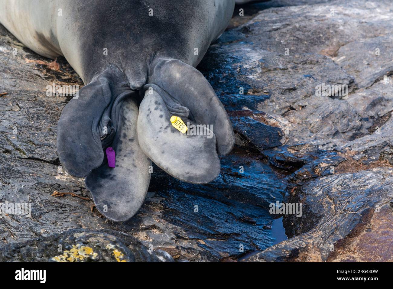 A flipper tags attached to southern elephant seal, Mirounga leonina ...
